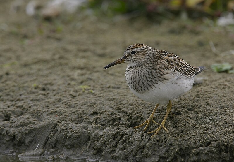 The String of Good Birding Luck Continues | Wiscasset Newspaper