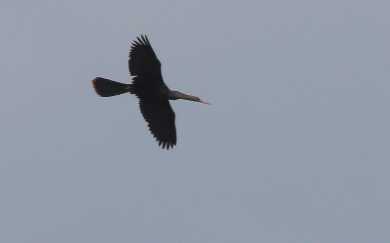 Soaring Vanguards | Wiscasset Newspaper