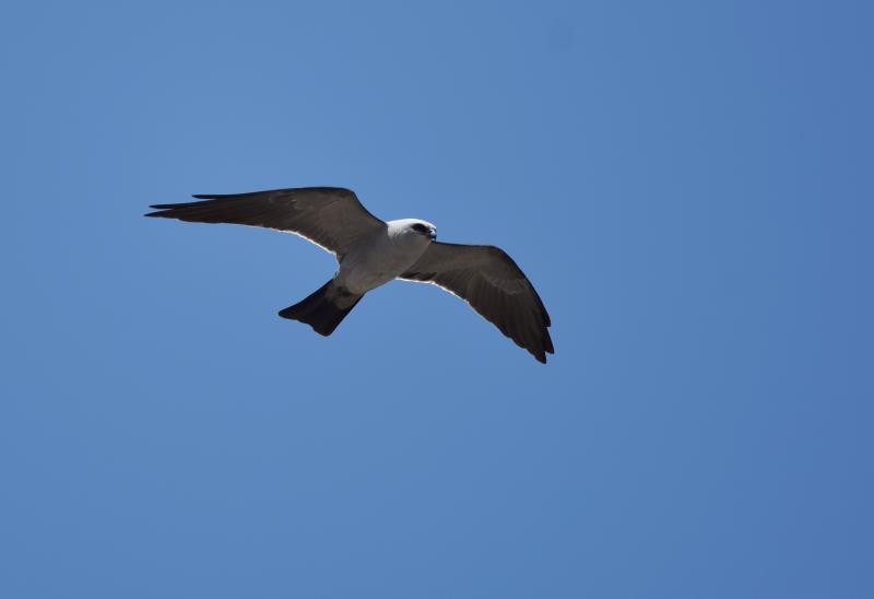 Soaring Vanguards | Wiscasset Newspaper